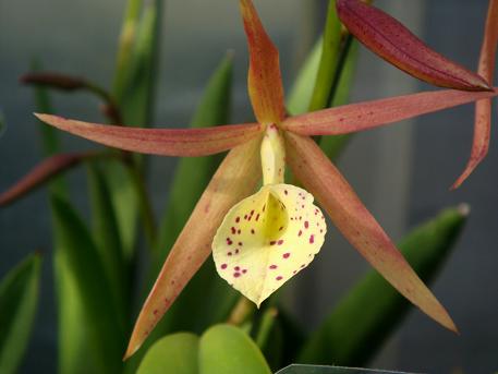 Brassocattleya Yellow Bird