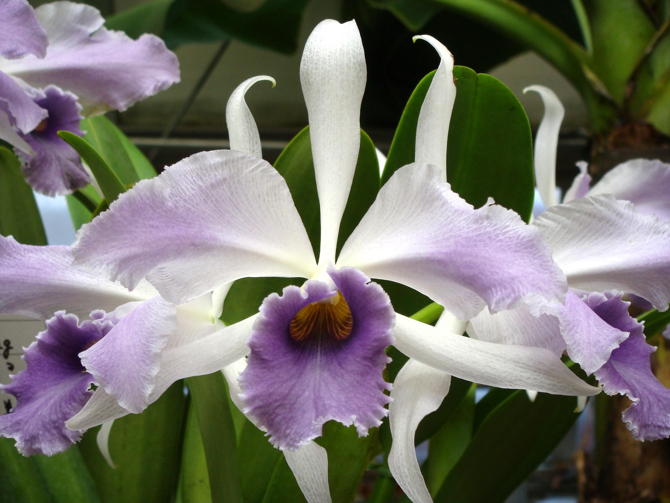 Cattleya C. G. Roebling