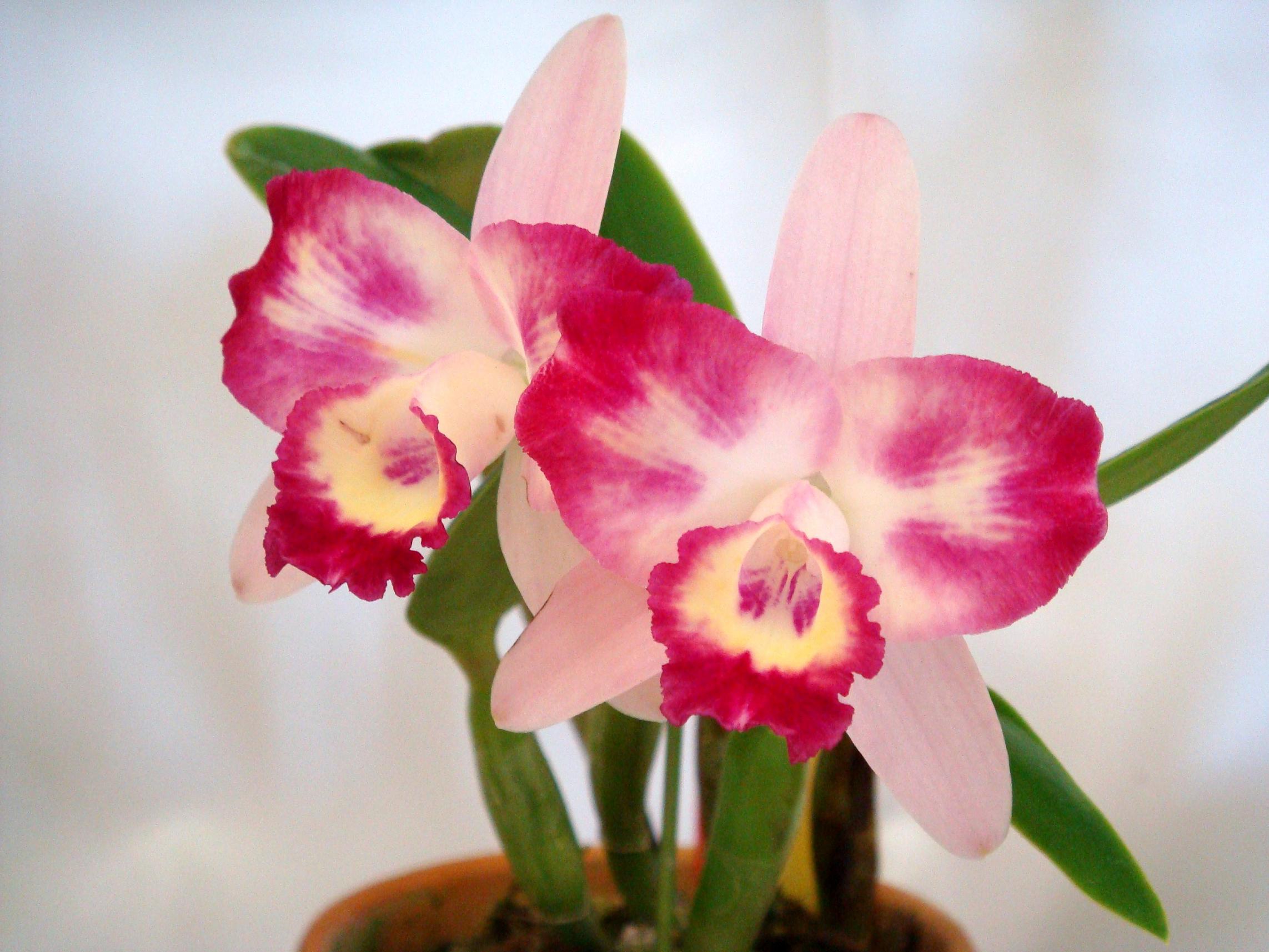 Cattleya Cherry Bee