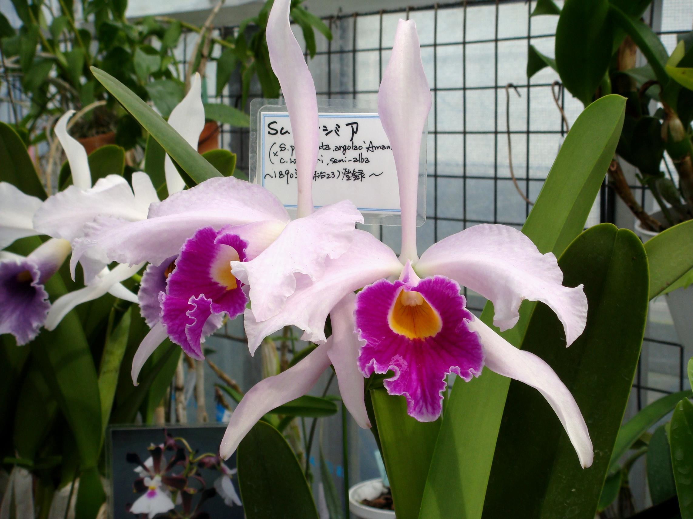 Cattleya Eximia
