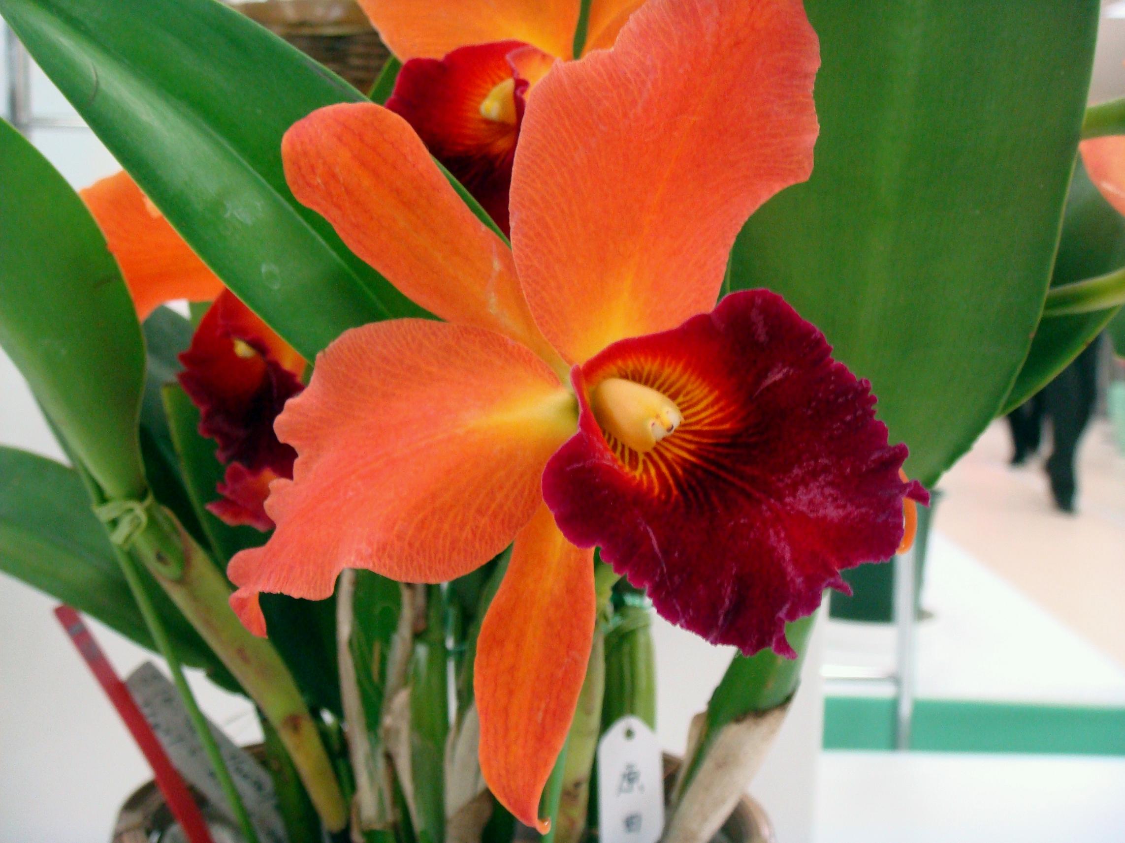 Cattleya George Hausermann