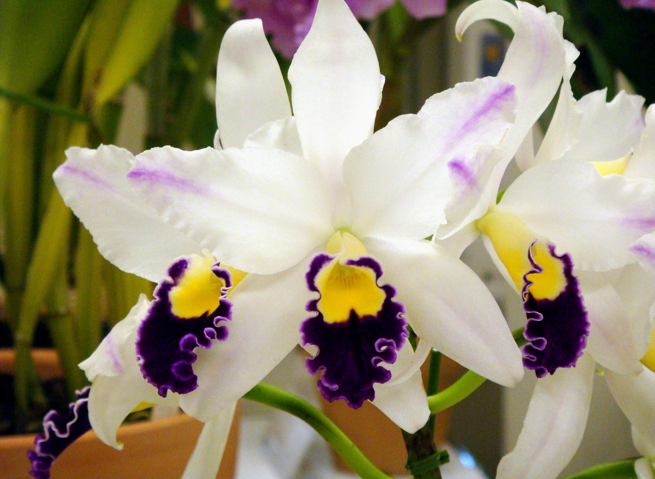 Cattleya Lady Yasuko