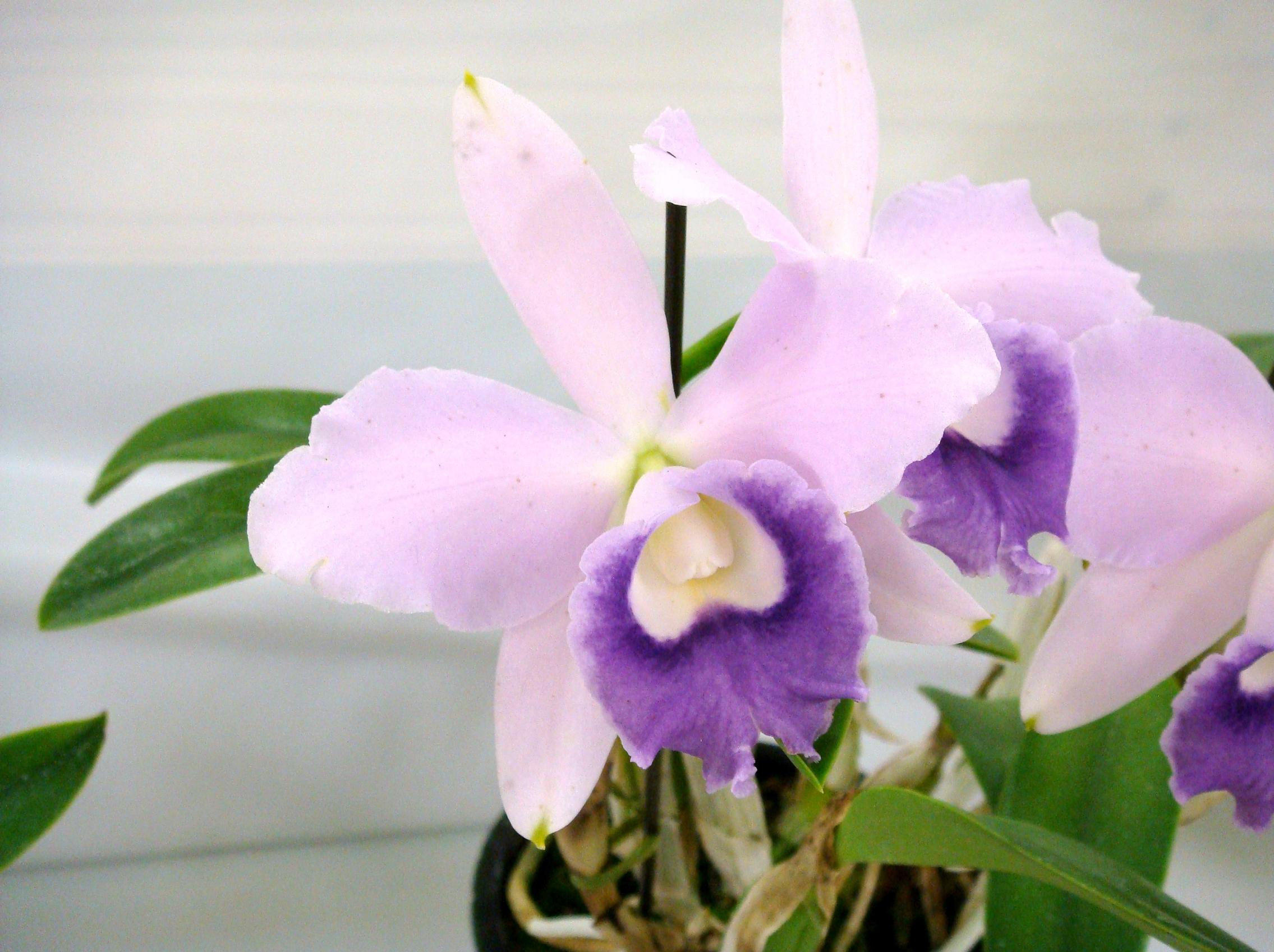 Cattleya Mini Blue Star