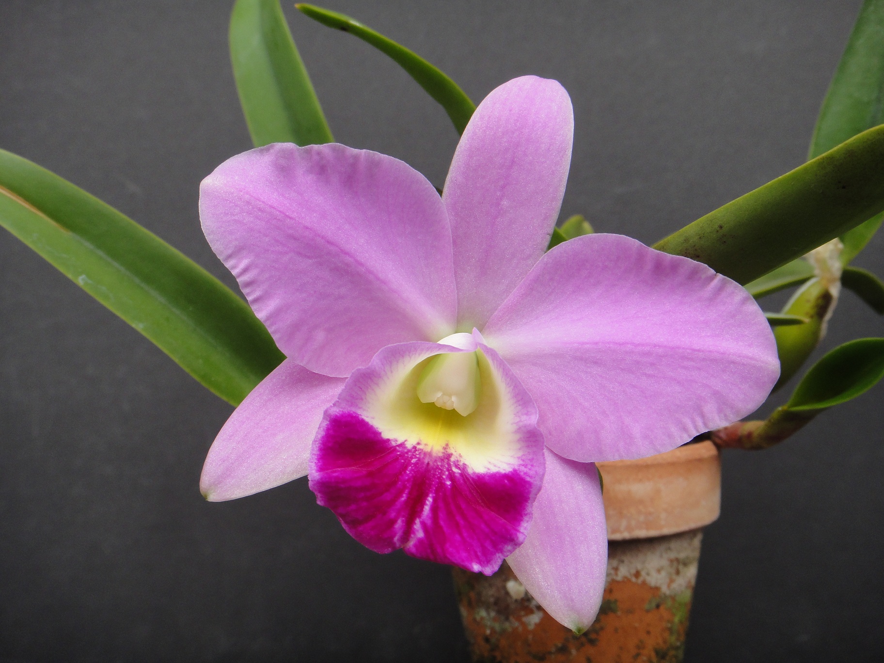 Cattleya Mini Purple