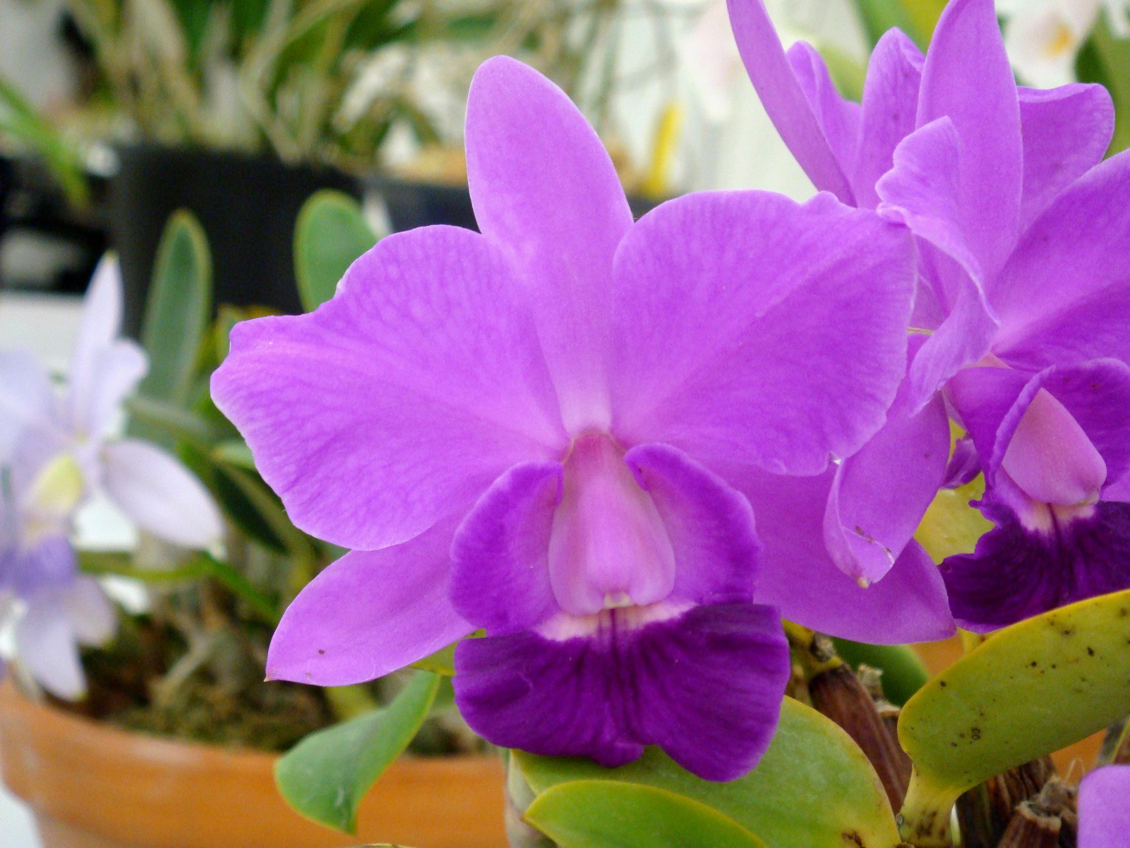 Cattleya Mini Purple