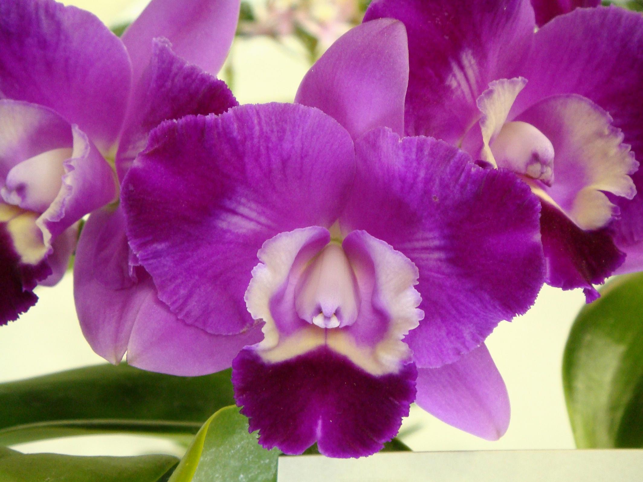 Cattleya Mini Song