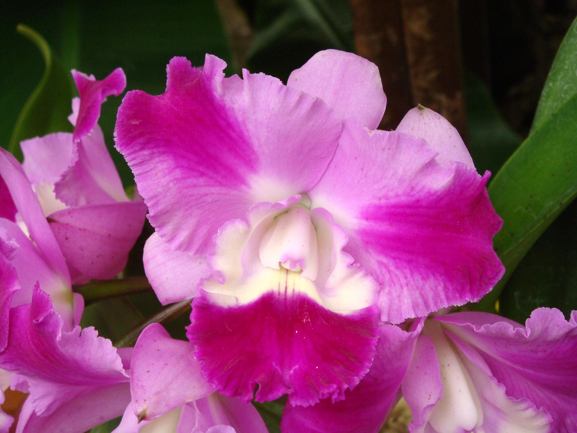 Cattleya Mini Song