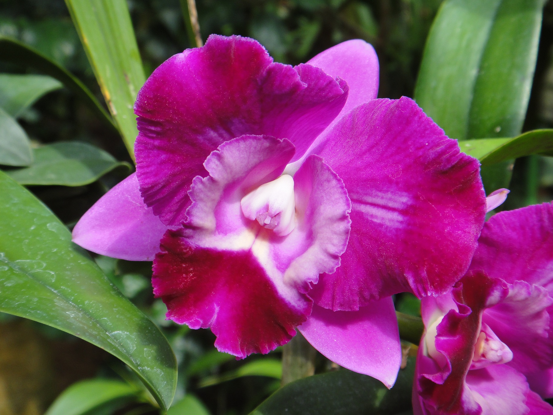 Cattleya Mini Song