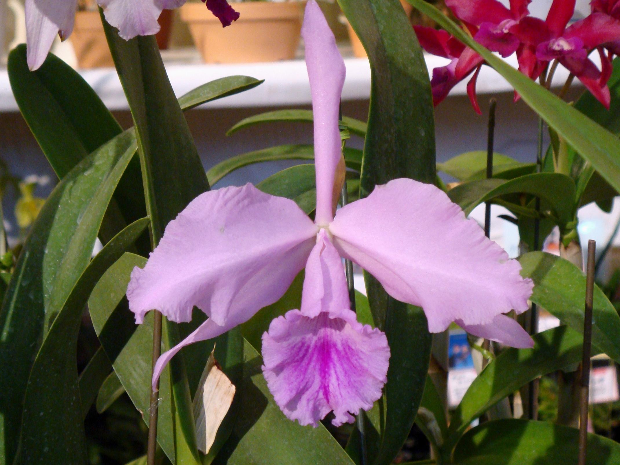 Cattleya Paola Matano