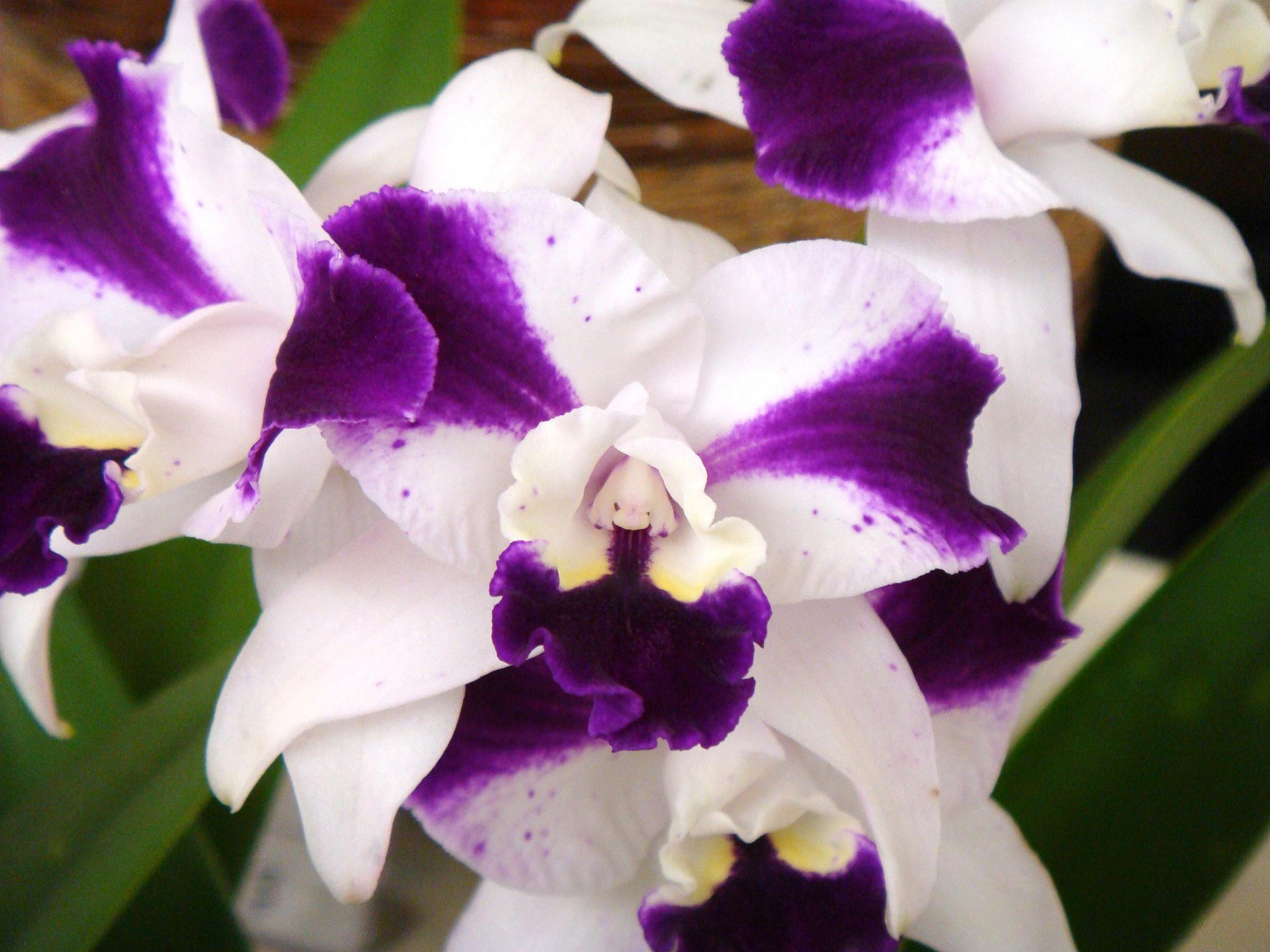 Cattleya Purple Cascade