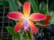 Cattleya