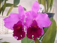 Cattleya