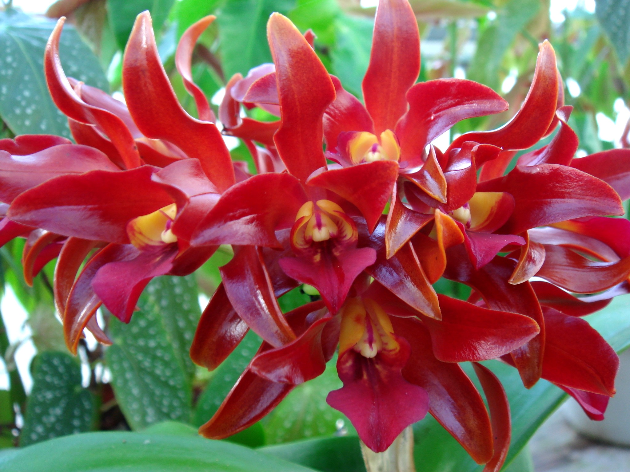 Cattlianthe - Alchetron, The Free Social Encyclopedia