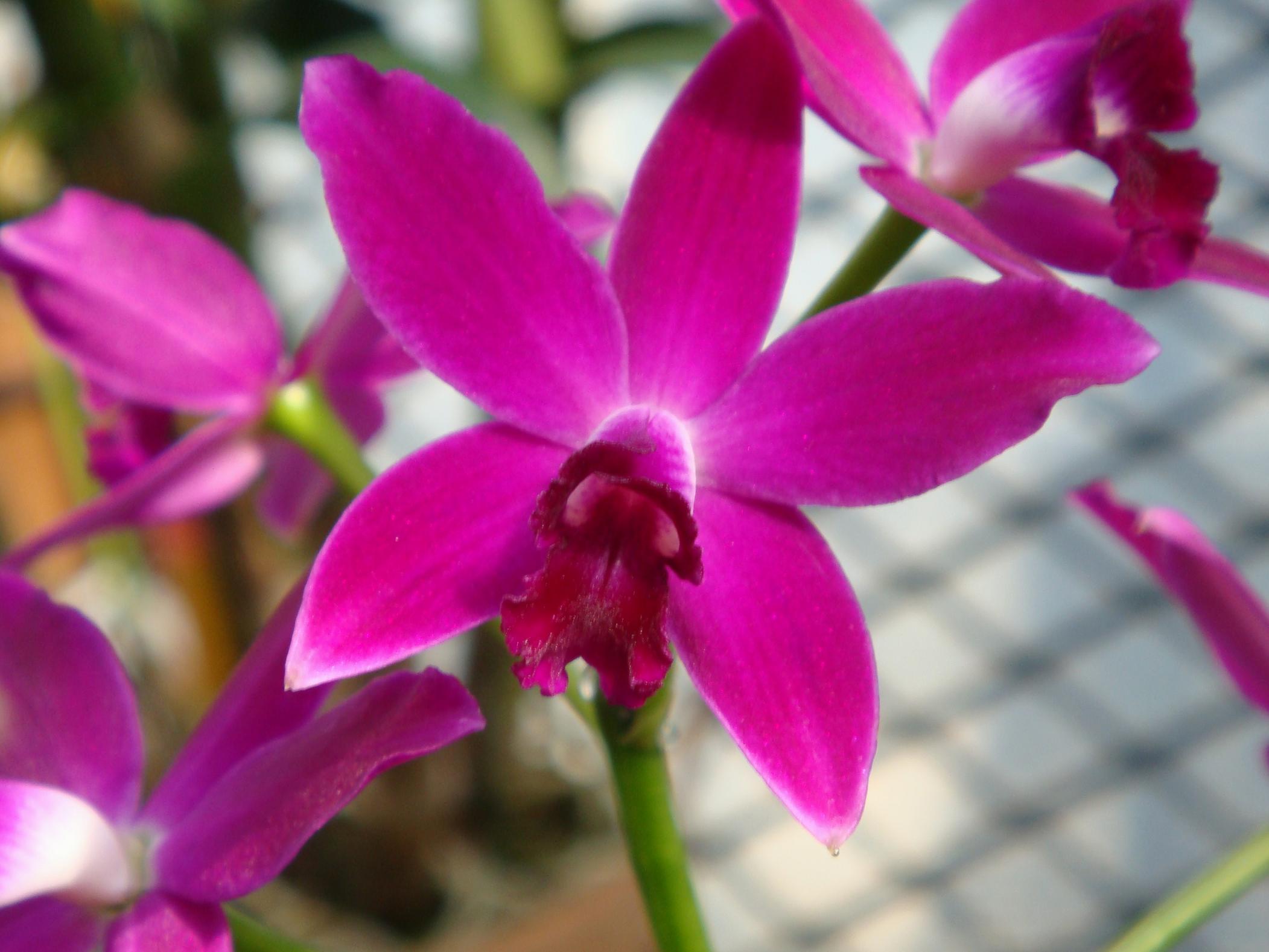 Cattlianthe Dancing Ruby
