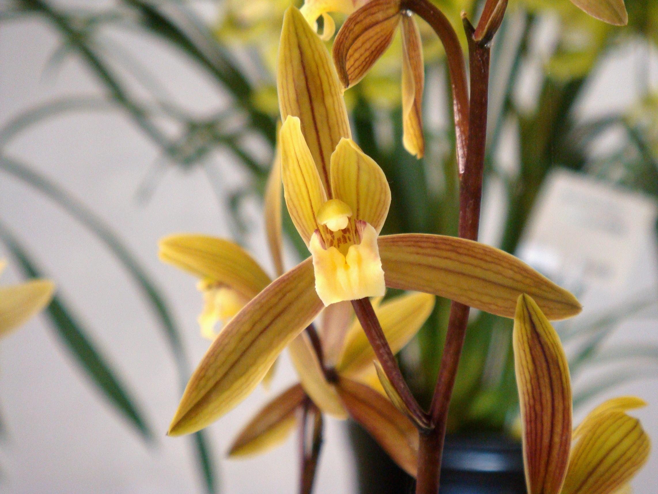 Cymbidium Eastern Elf