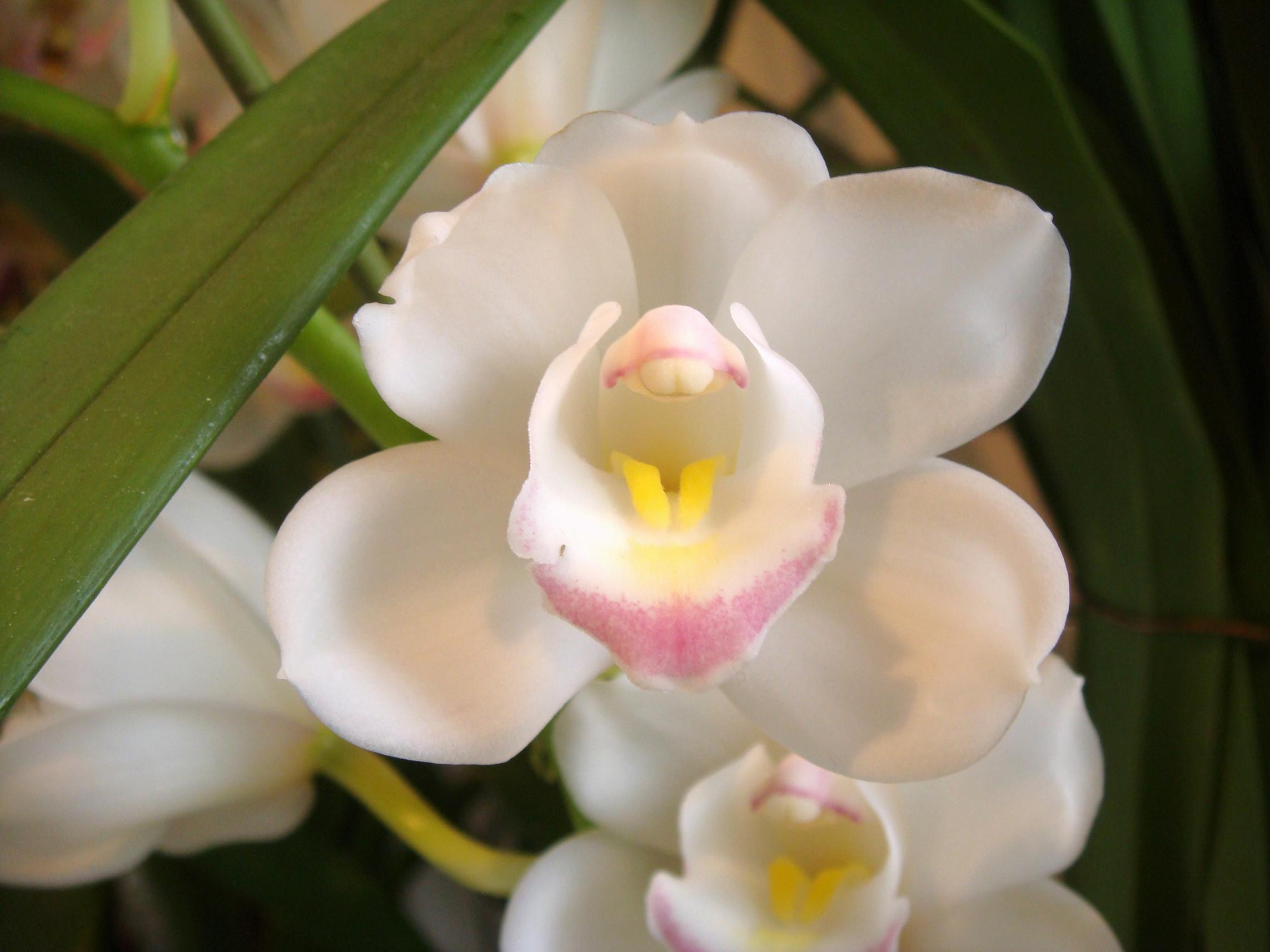 Cymbidium Red Sensation