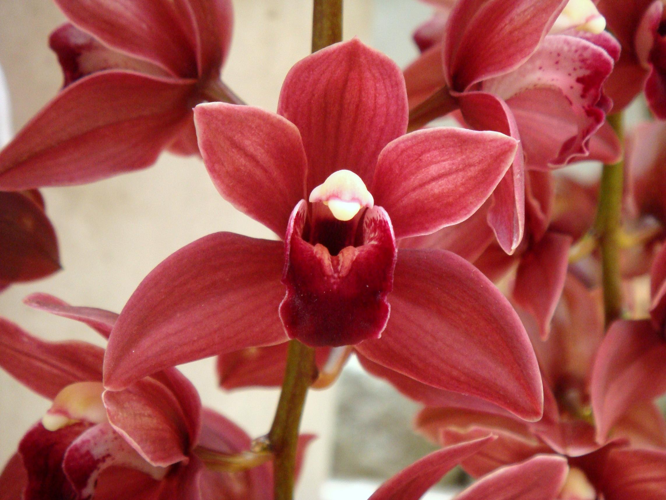 Cymbidium Ruby Shower