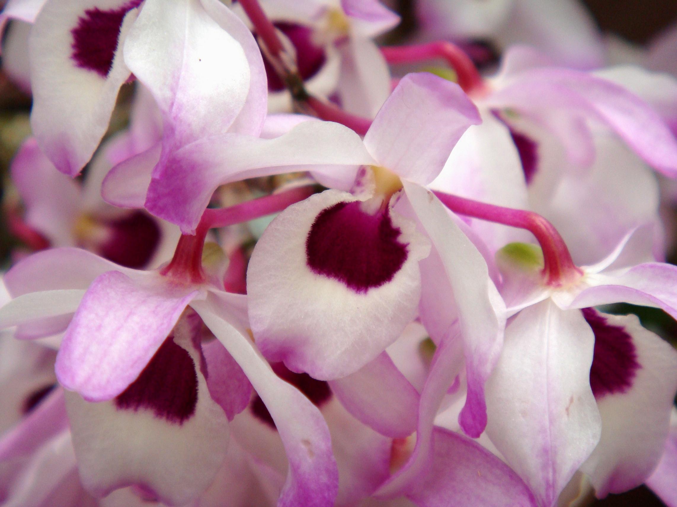 Dendrobium Cassiope