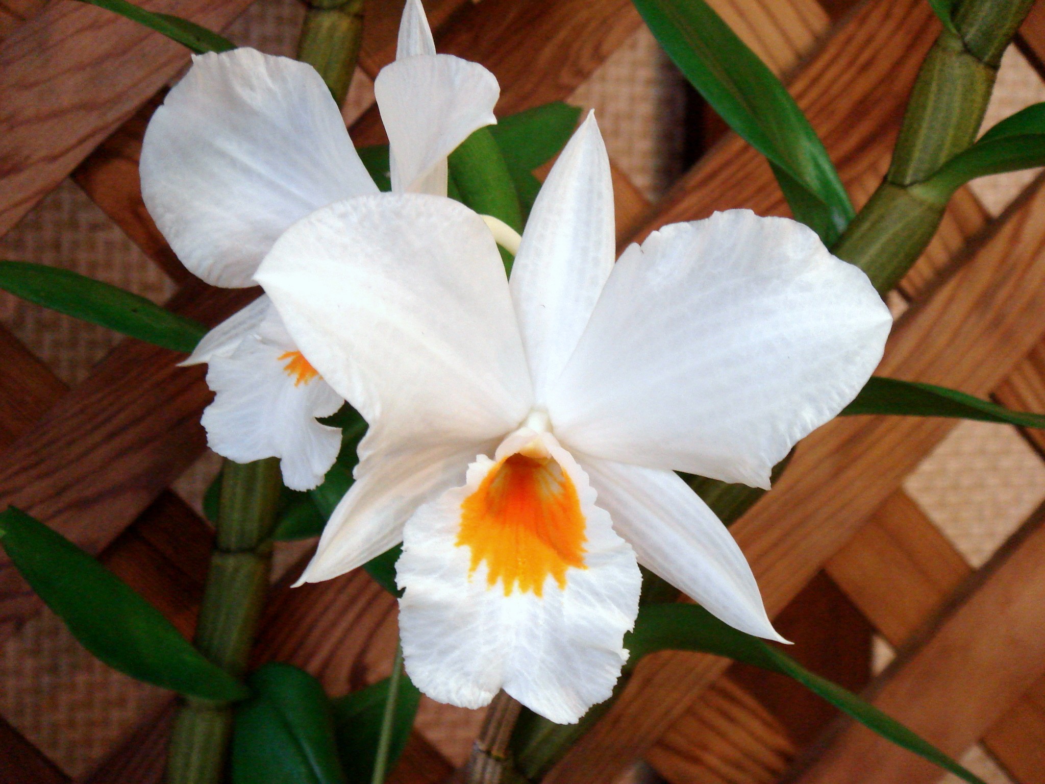 Dendrobium Formidible