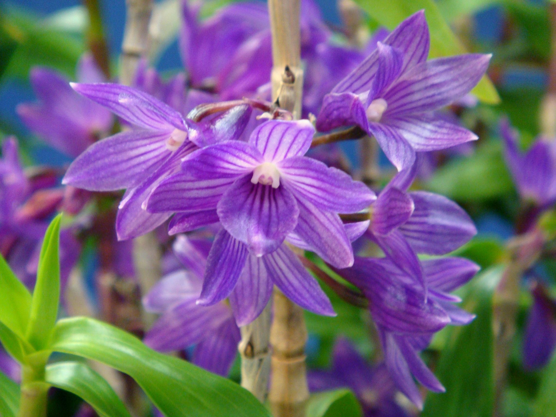 Dendrobium Kuniko