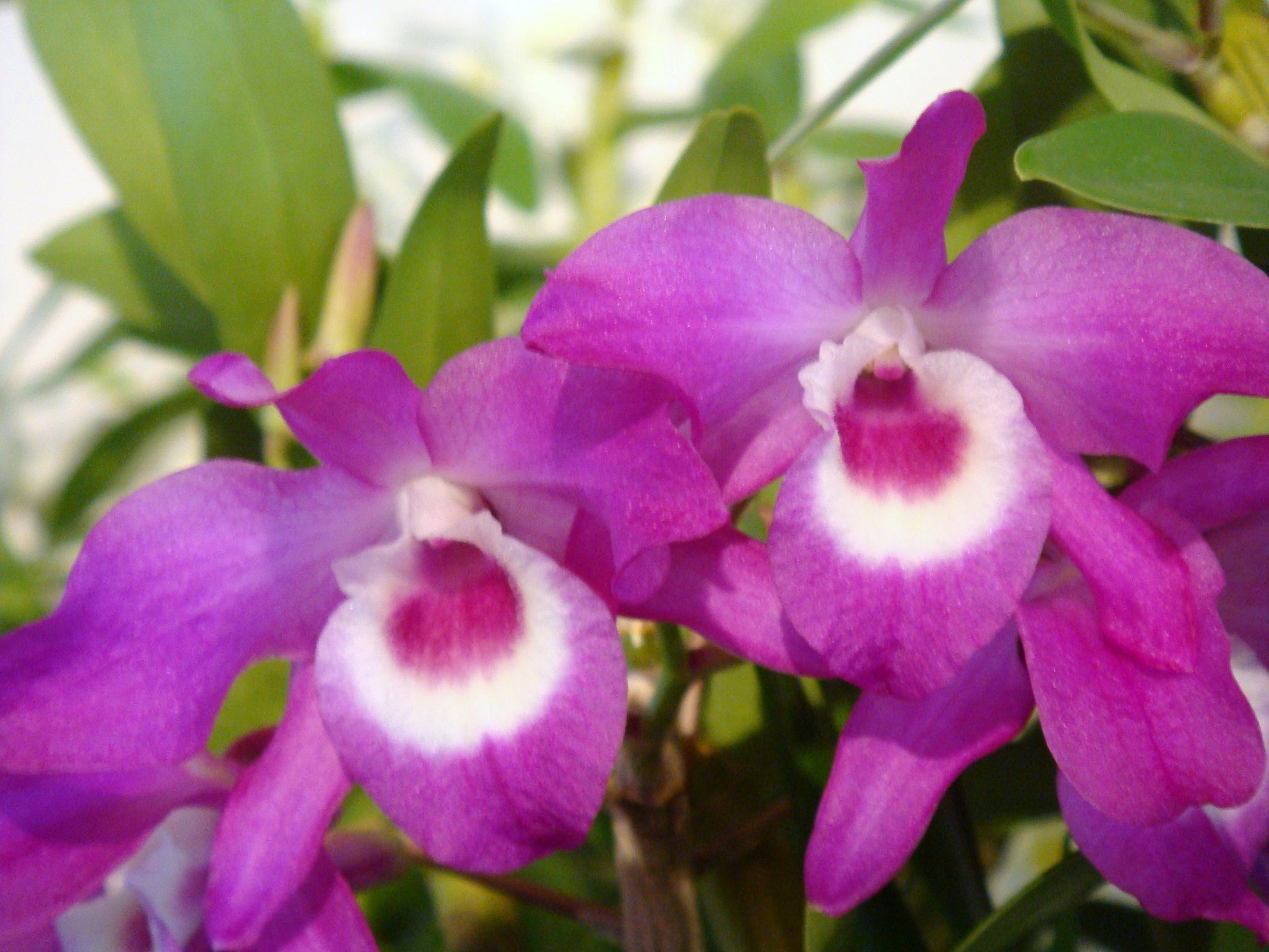 Dendrobium Oriental Spirit