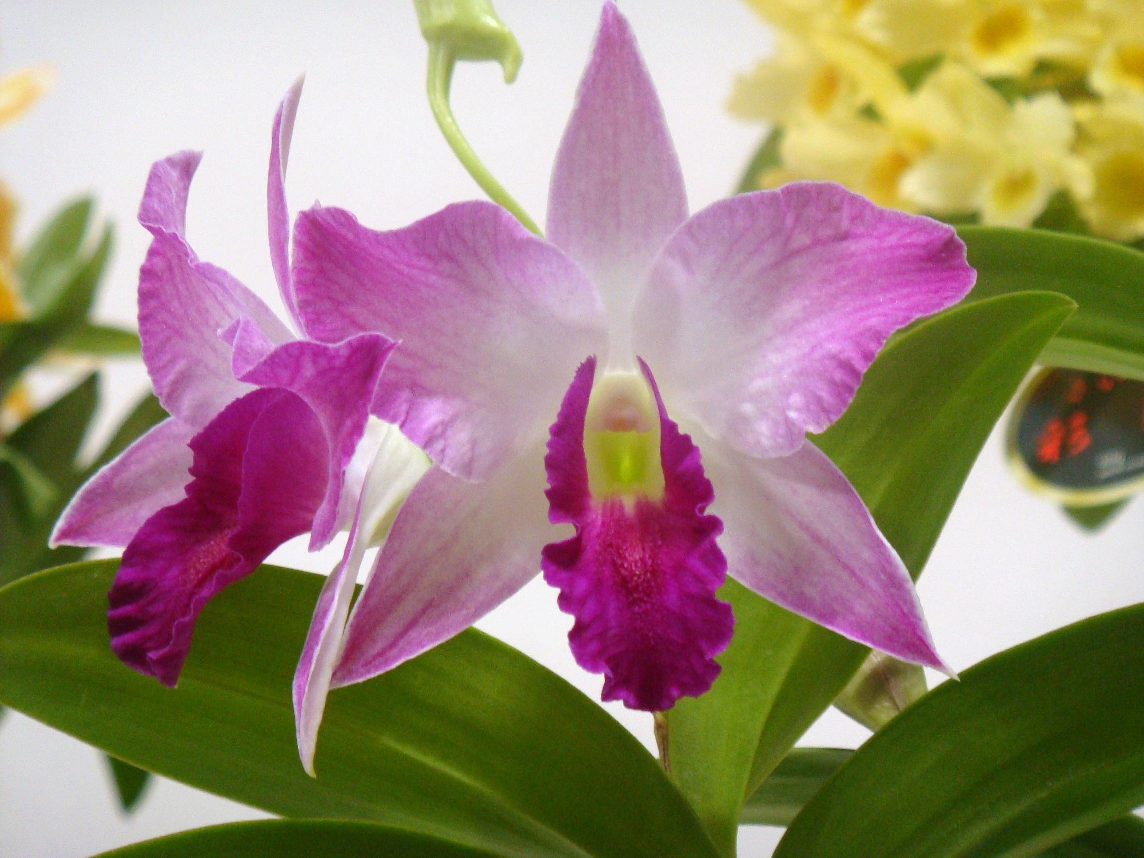 Dendrobium Over the Rainbow
