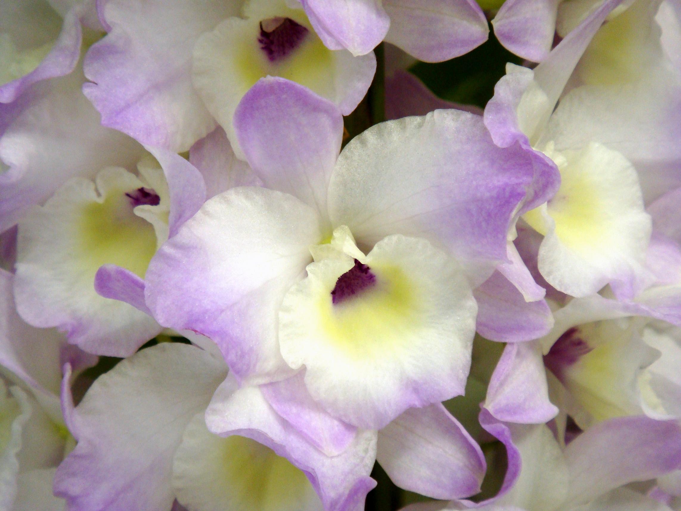 Dendrobium Super Model