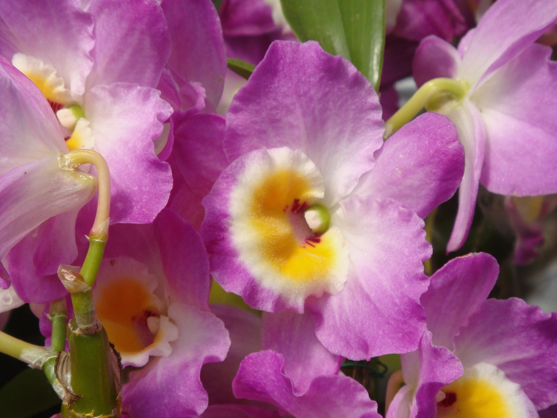 Dendrobium Upin Red