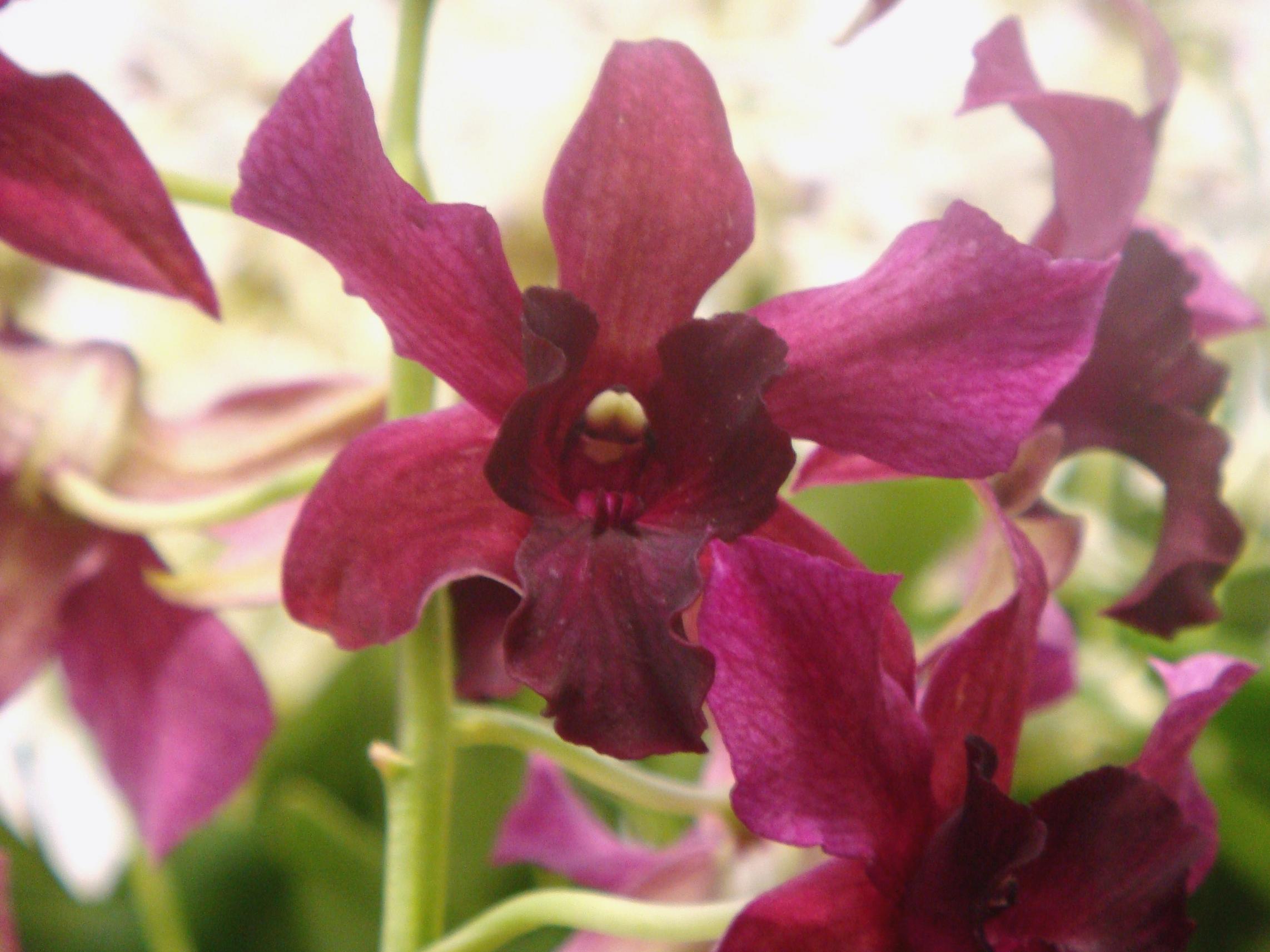 Dendrobium Violet Yamaji