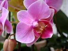 Doritaenopsis