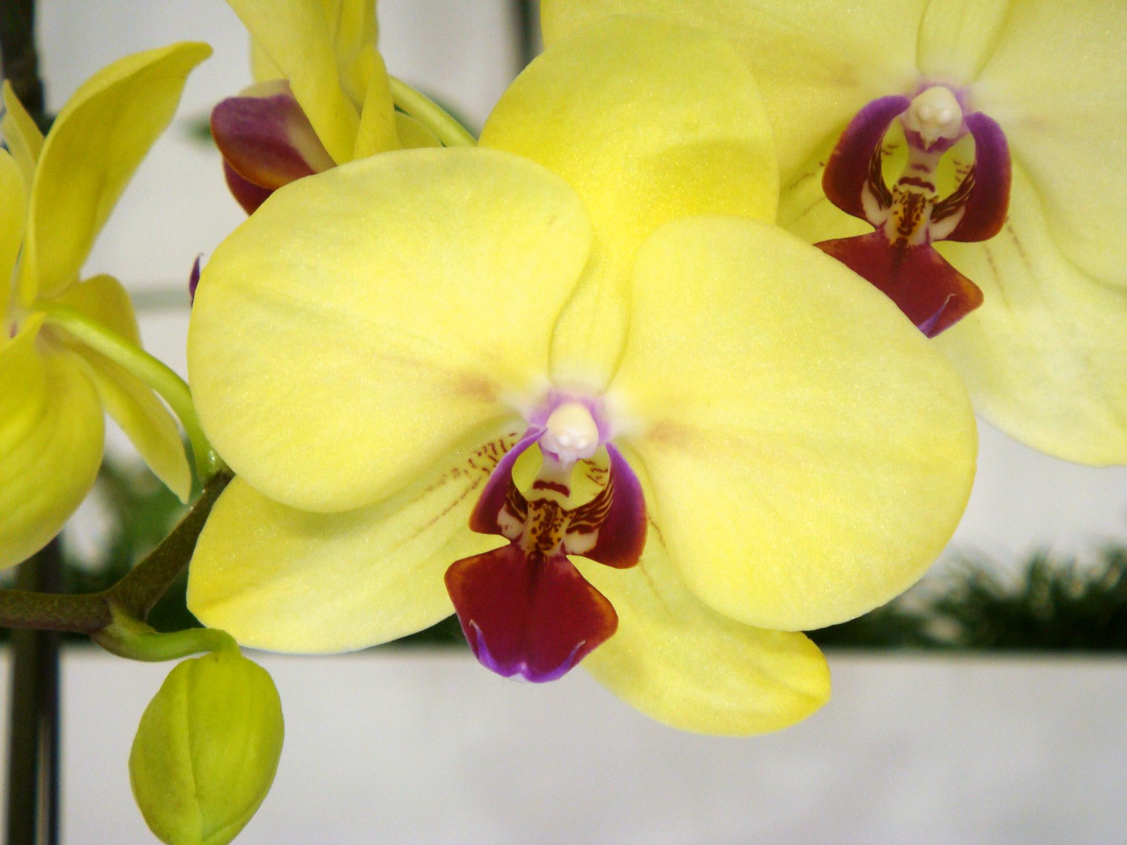 Doritaenopsis Taida Fortune (Dtps. Taida Fortune) | Orquidea