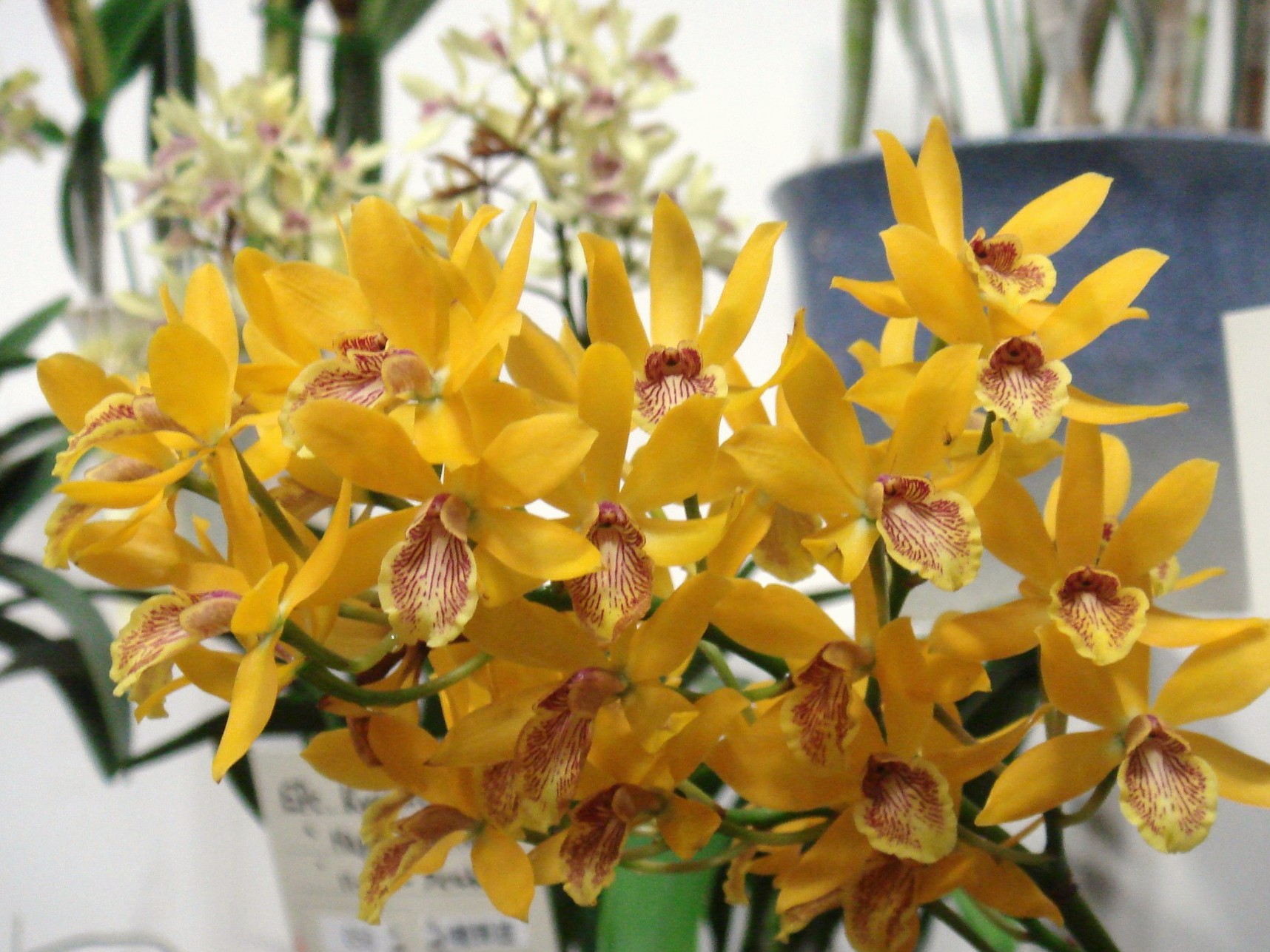 Guaricyclia Kyoguchi