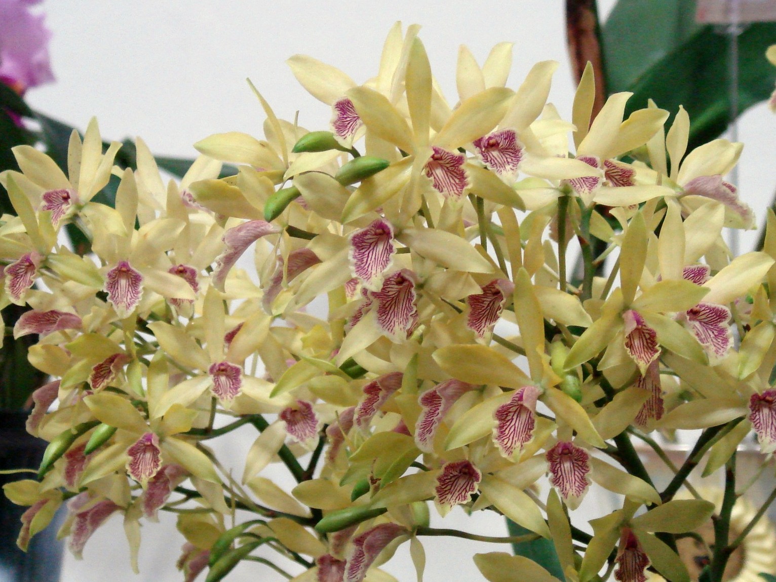 Guaricyclia Kyoguchi