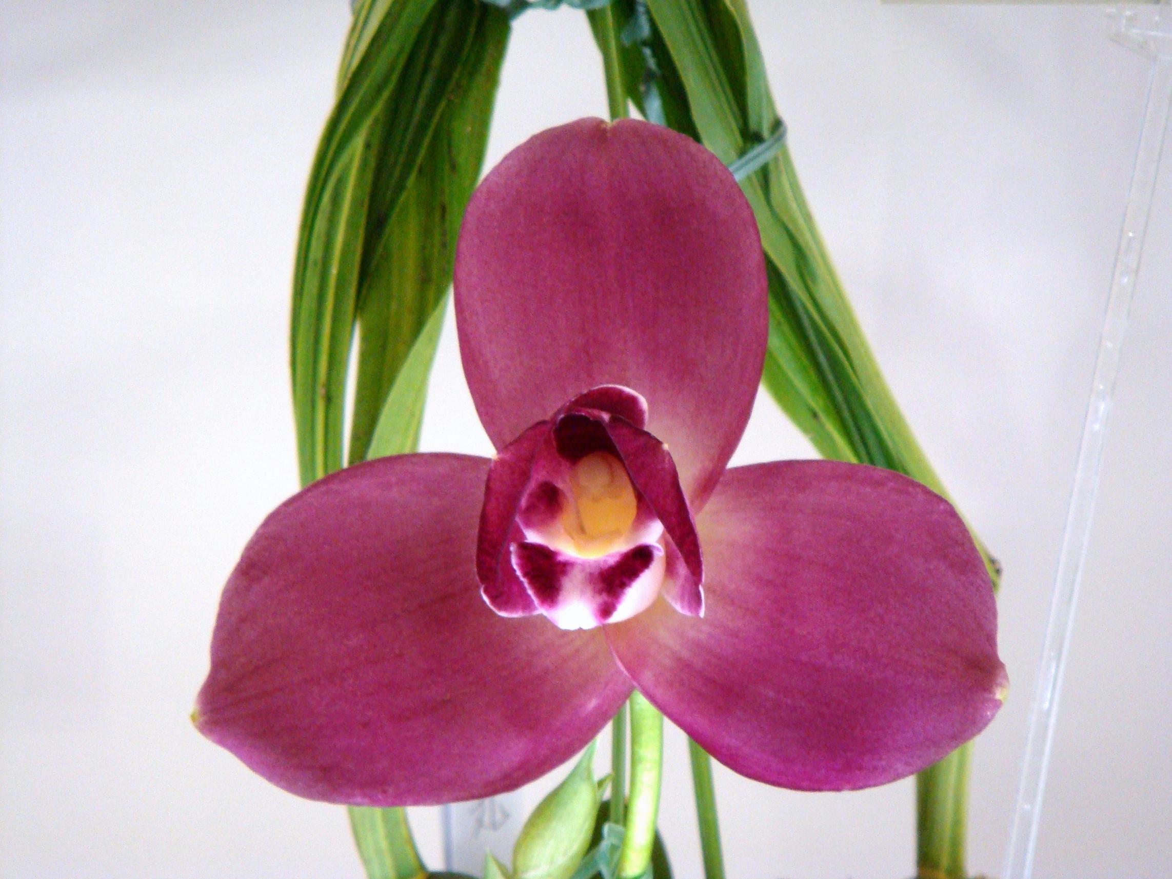 Lycaste Cherish