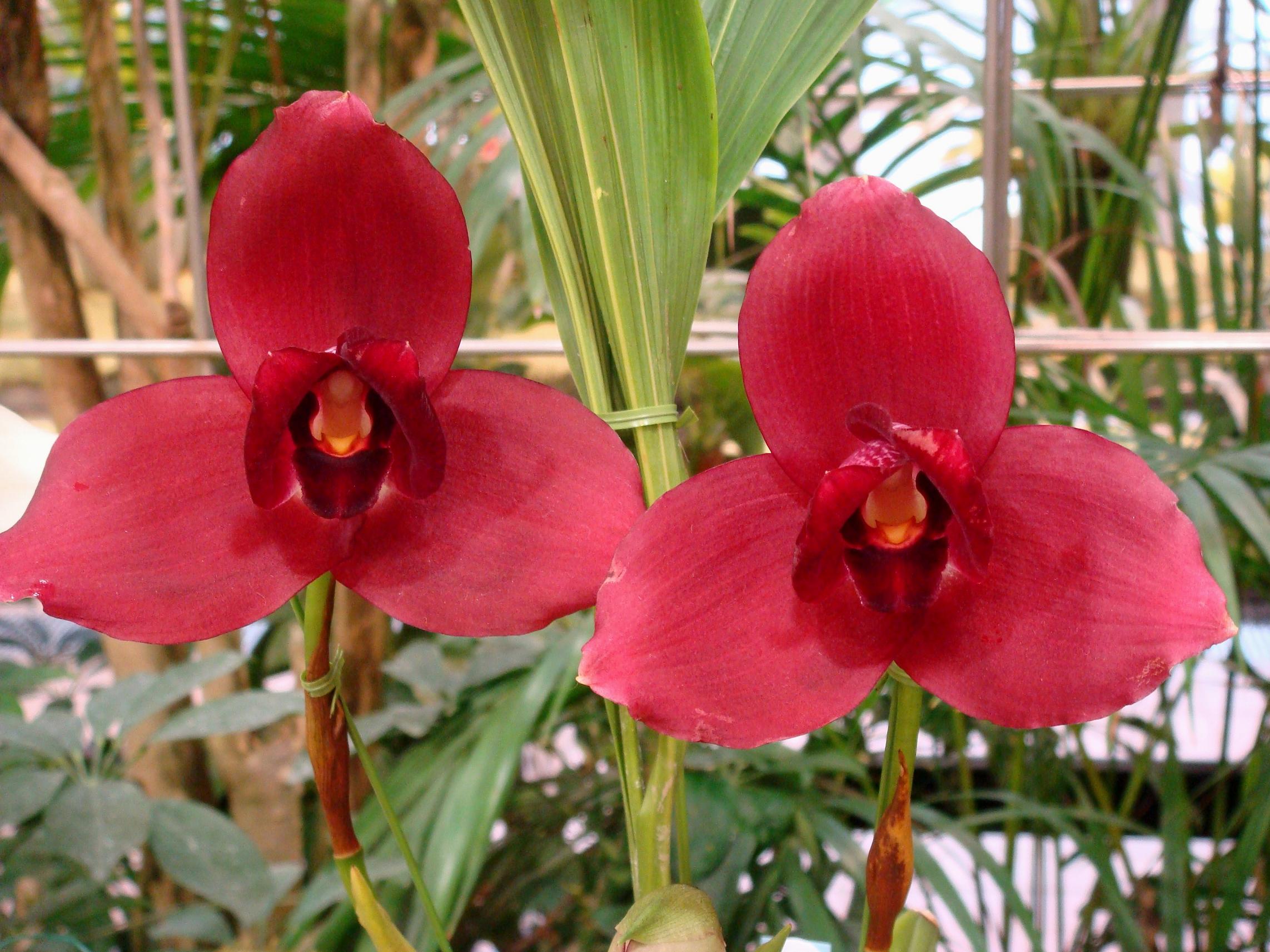 Lycaste Cherish
