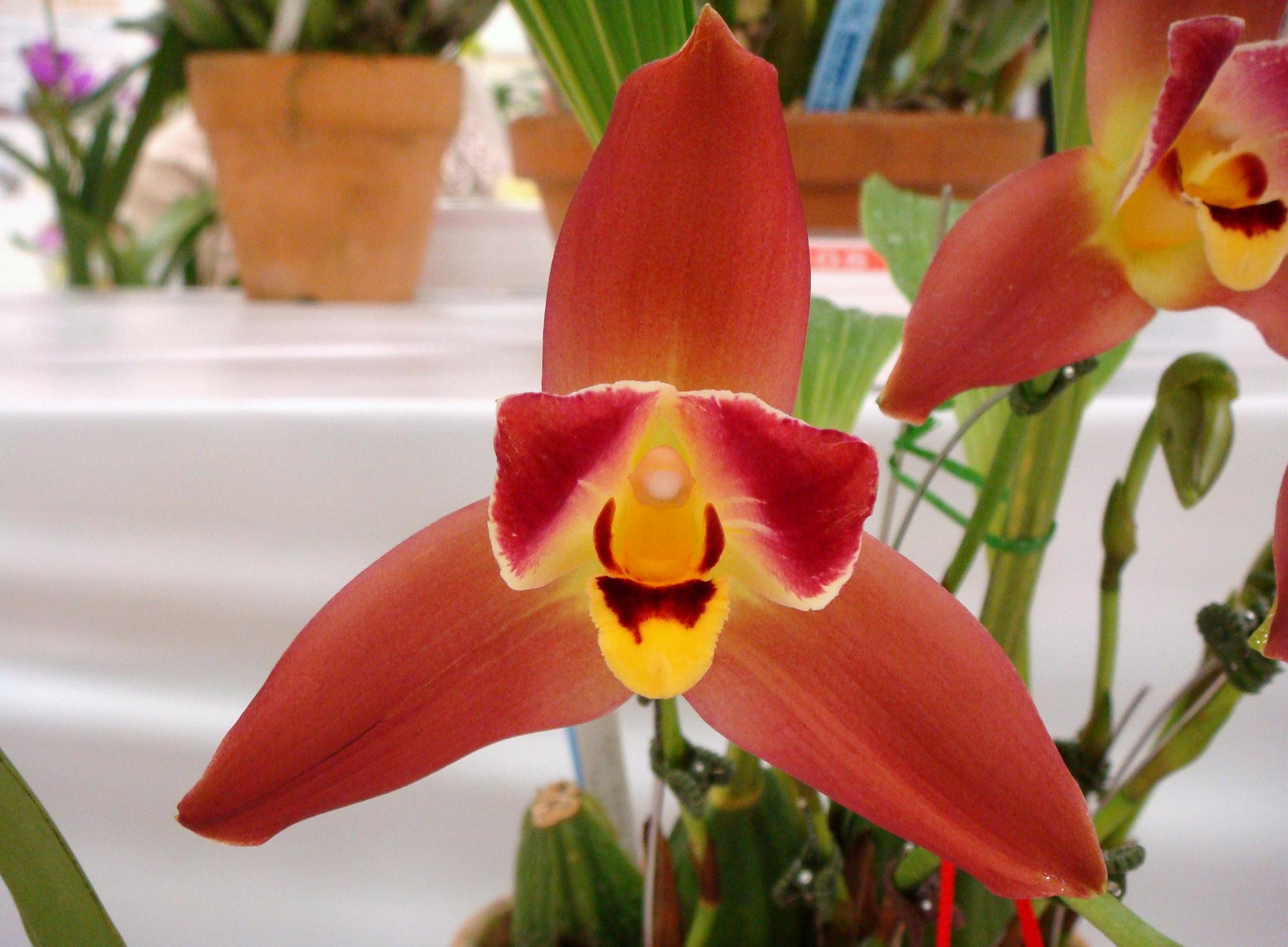 Lycaste Geyser Gold
