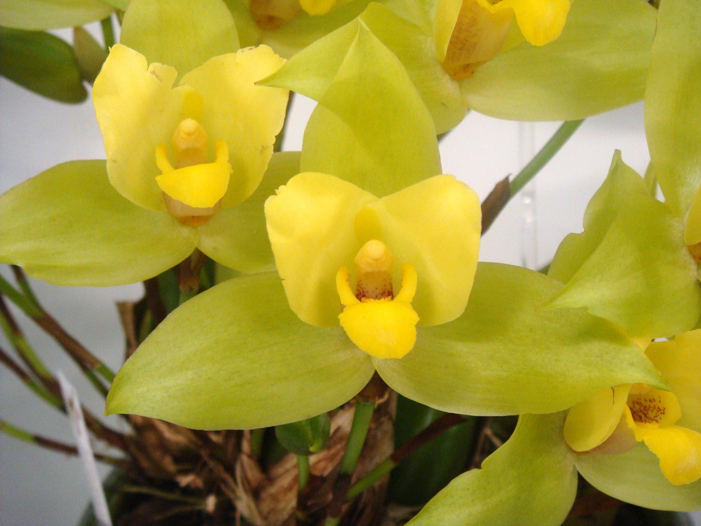 Lycaste Leo