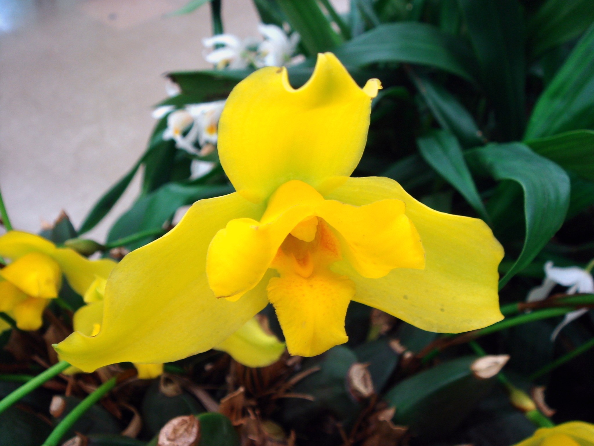 Lycaste Memoria Bill Congleton