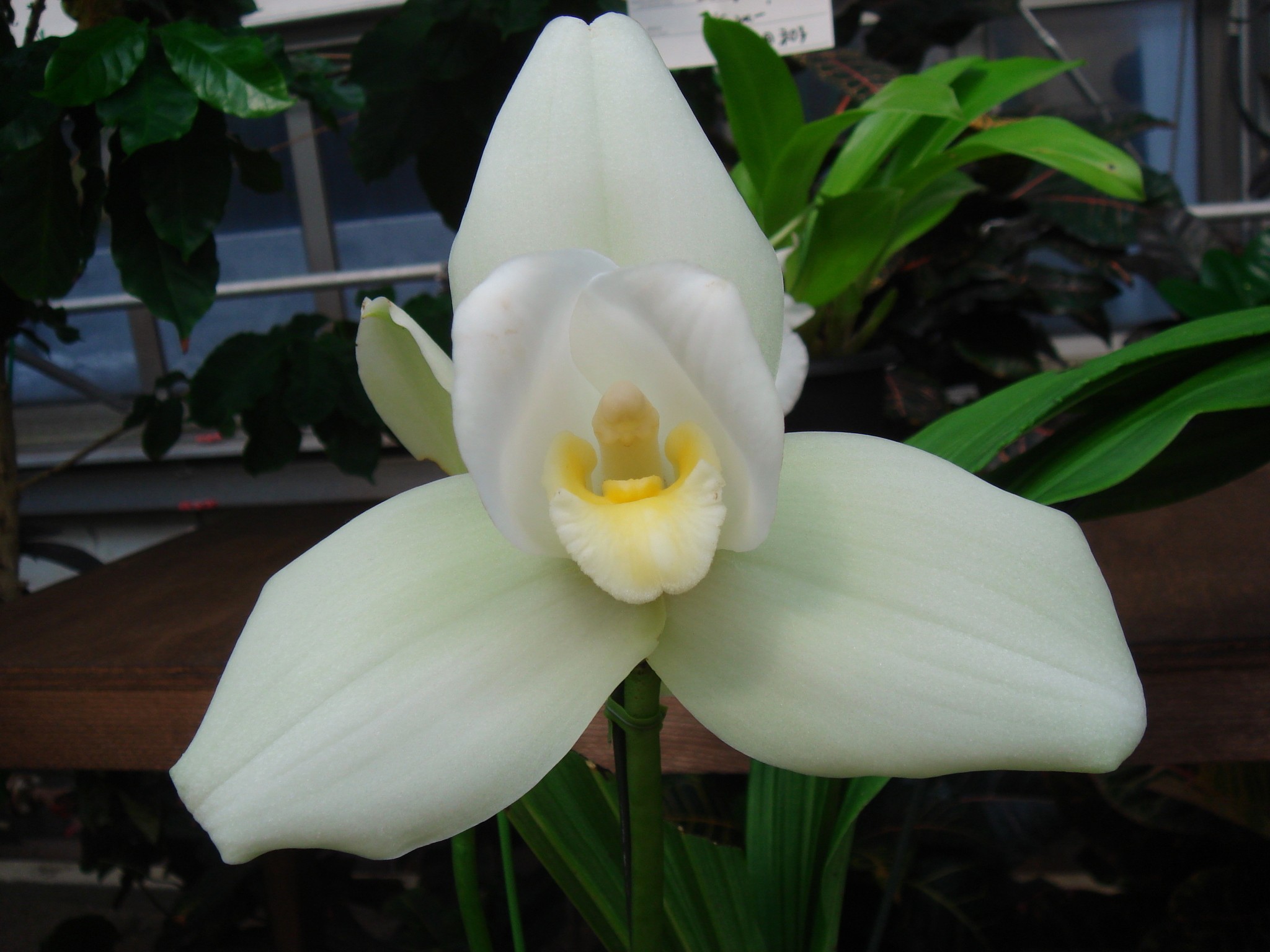 Lycaste Rakuhoku