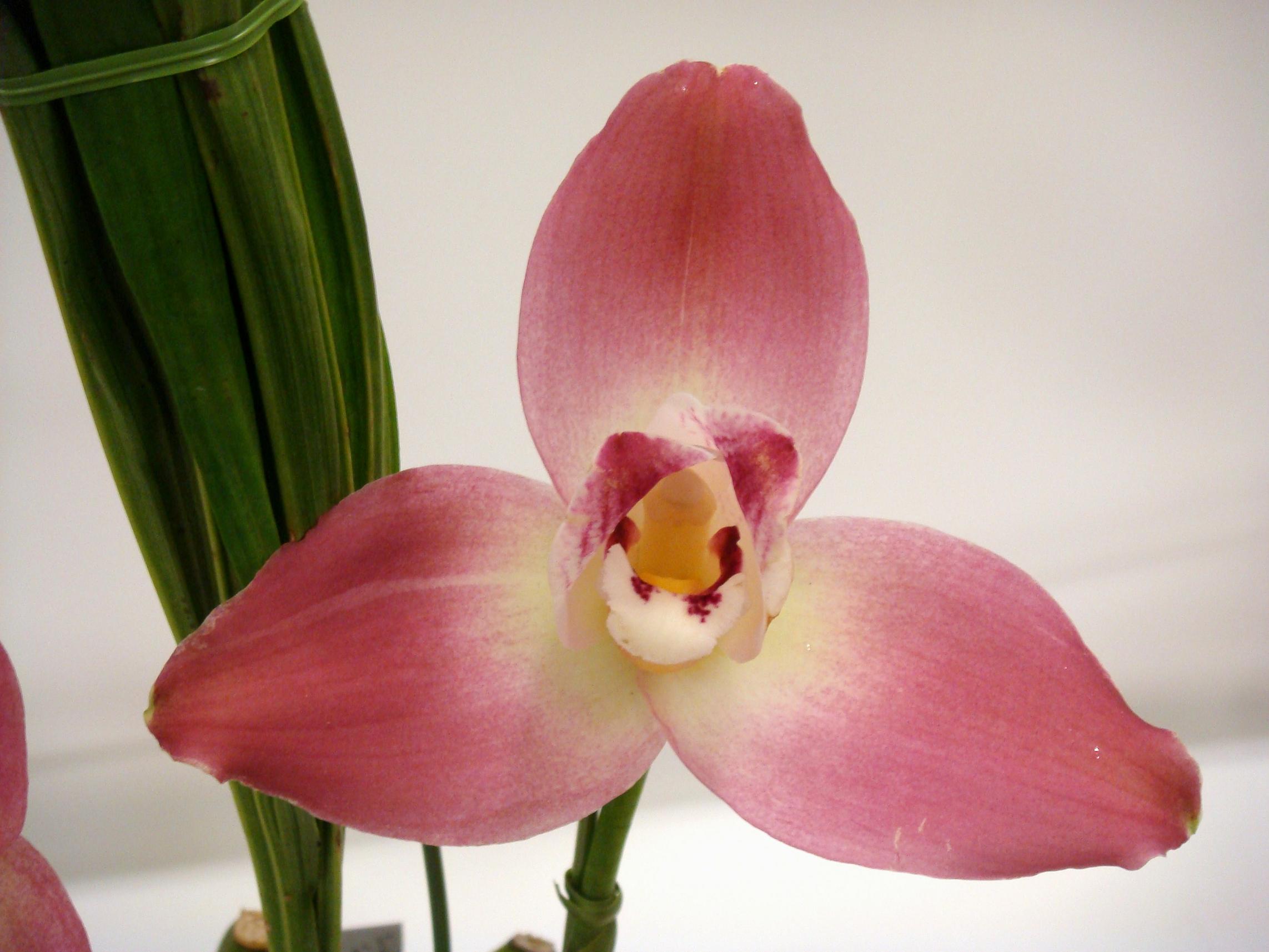 Lycaste Shugakuin