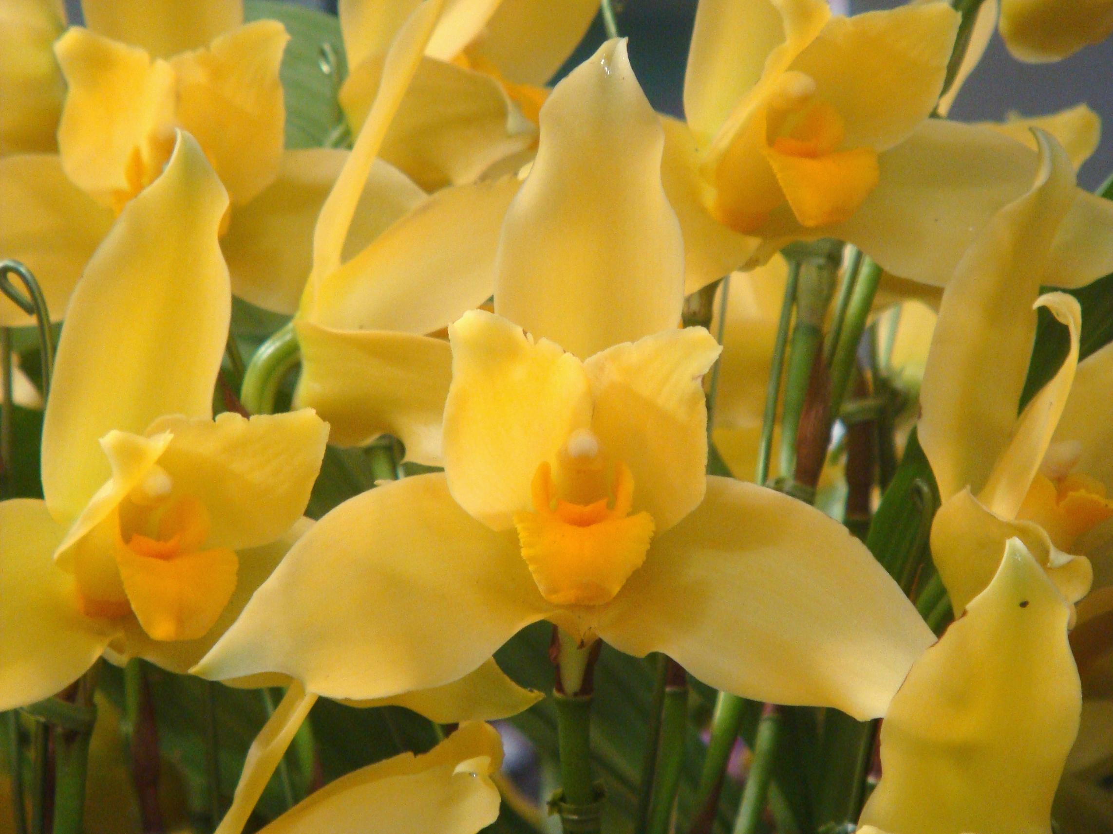 Lycaste Silk Lemon