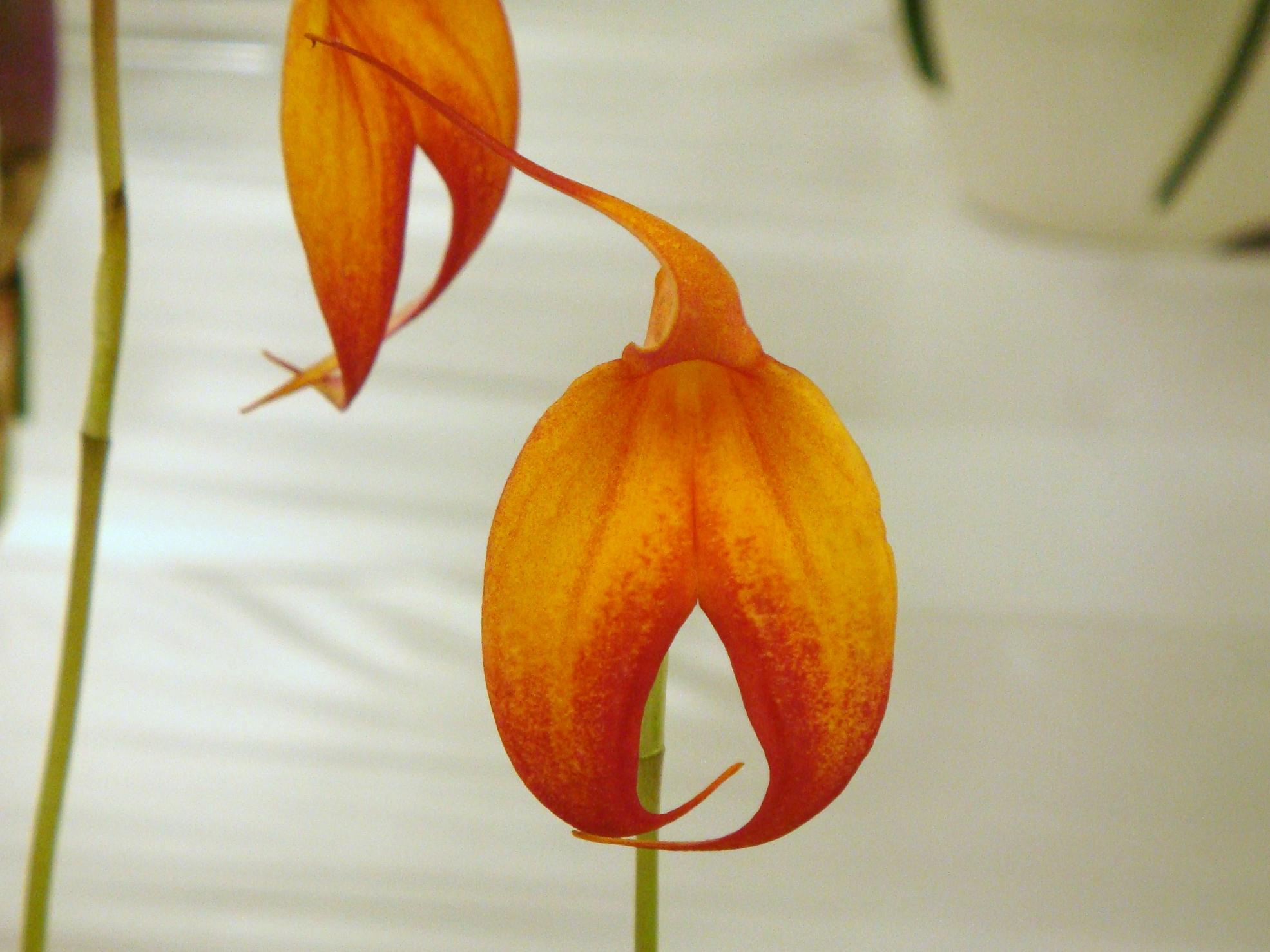 Masdevallia Falcata