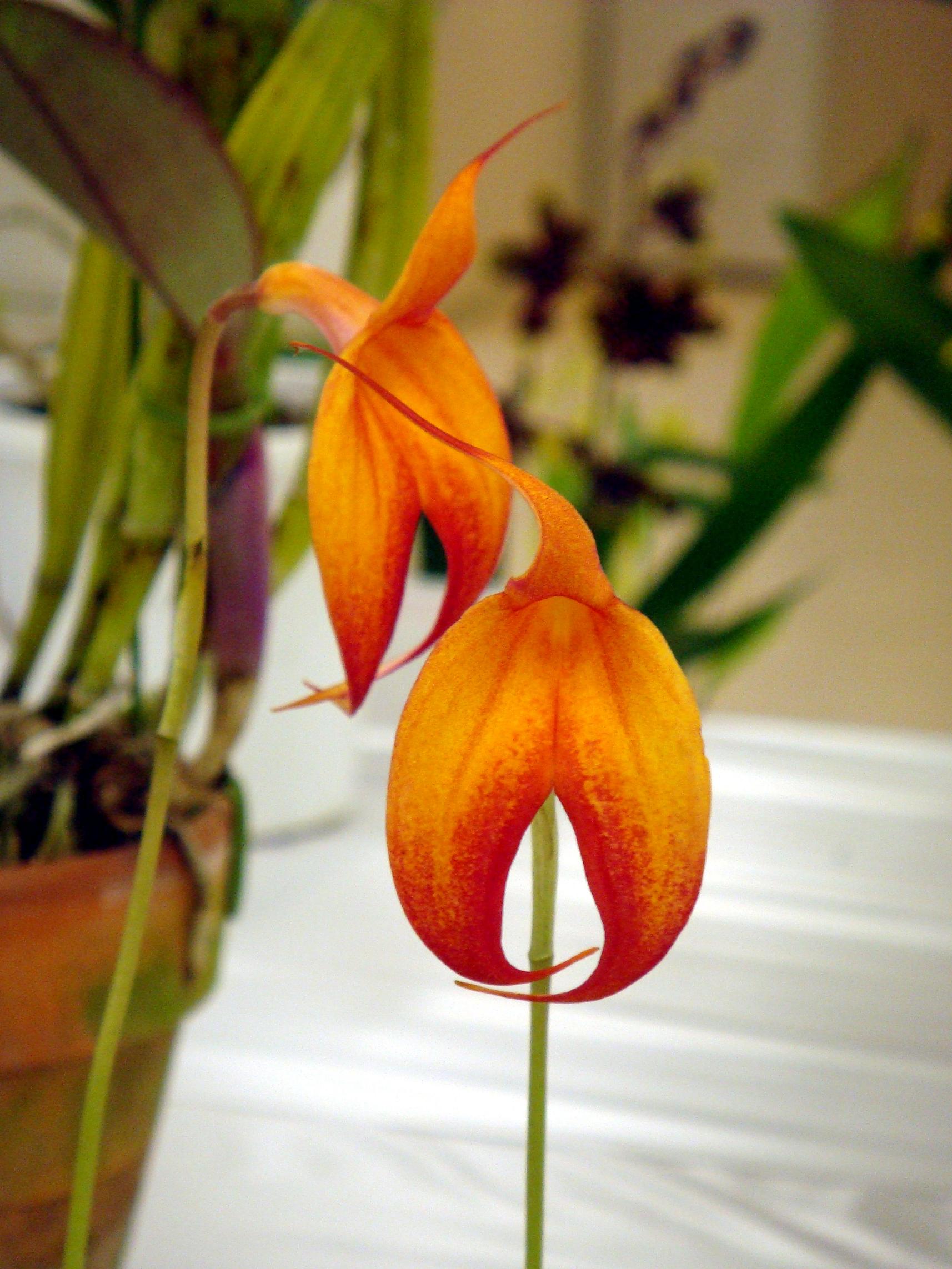 Masdevallia Falcata