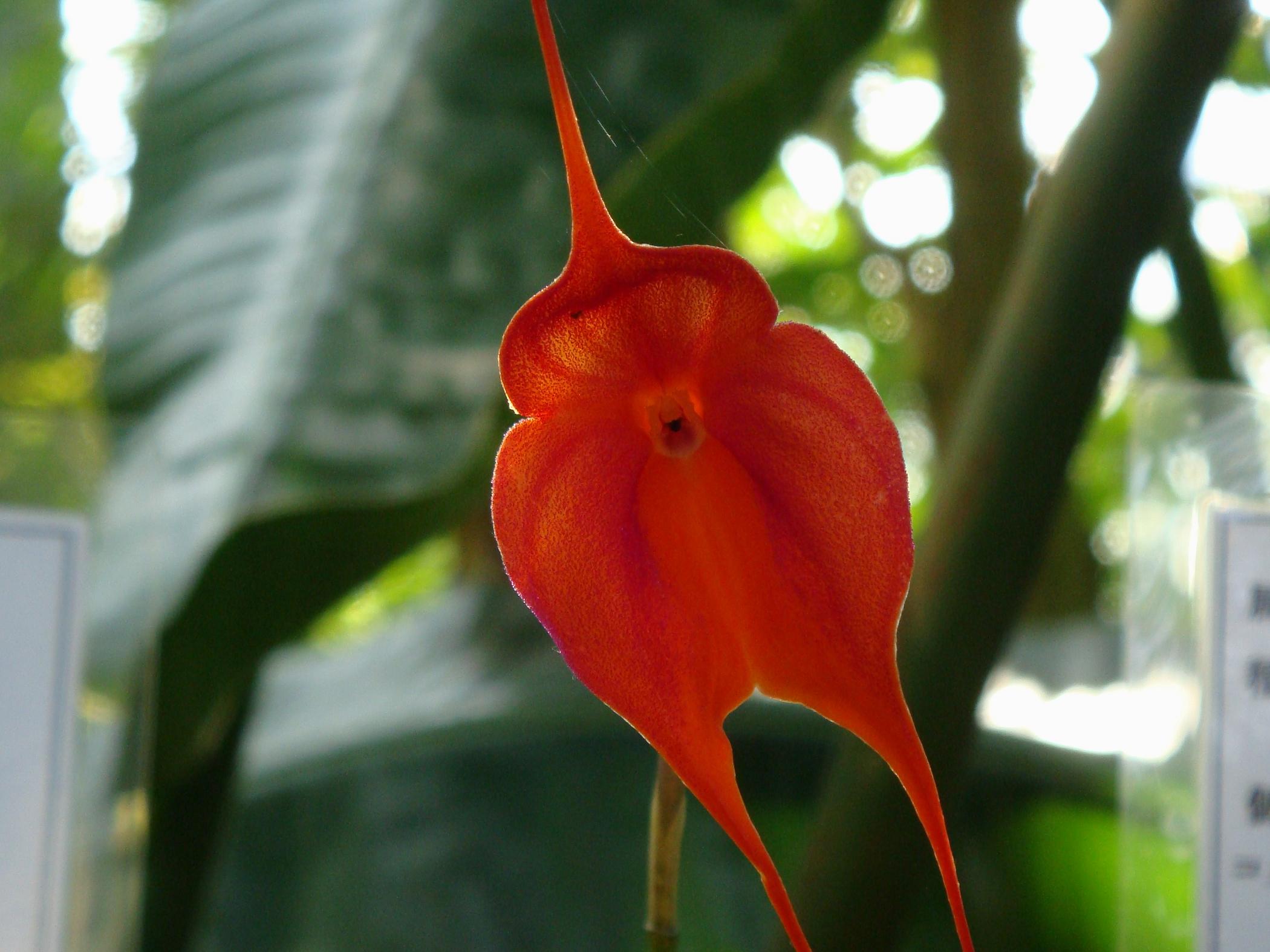 Masdevallia Inca Prince