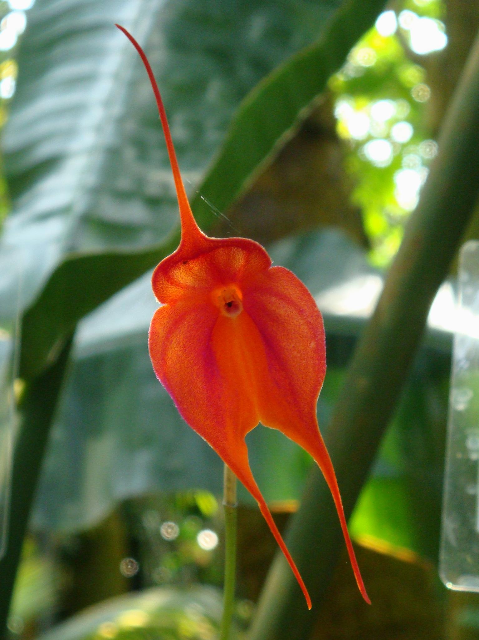 Masdevallia Inca Prince
