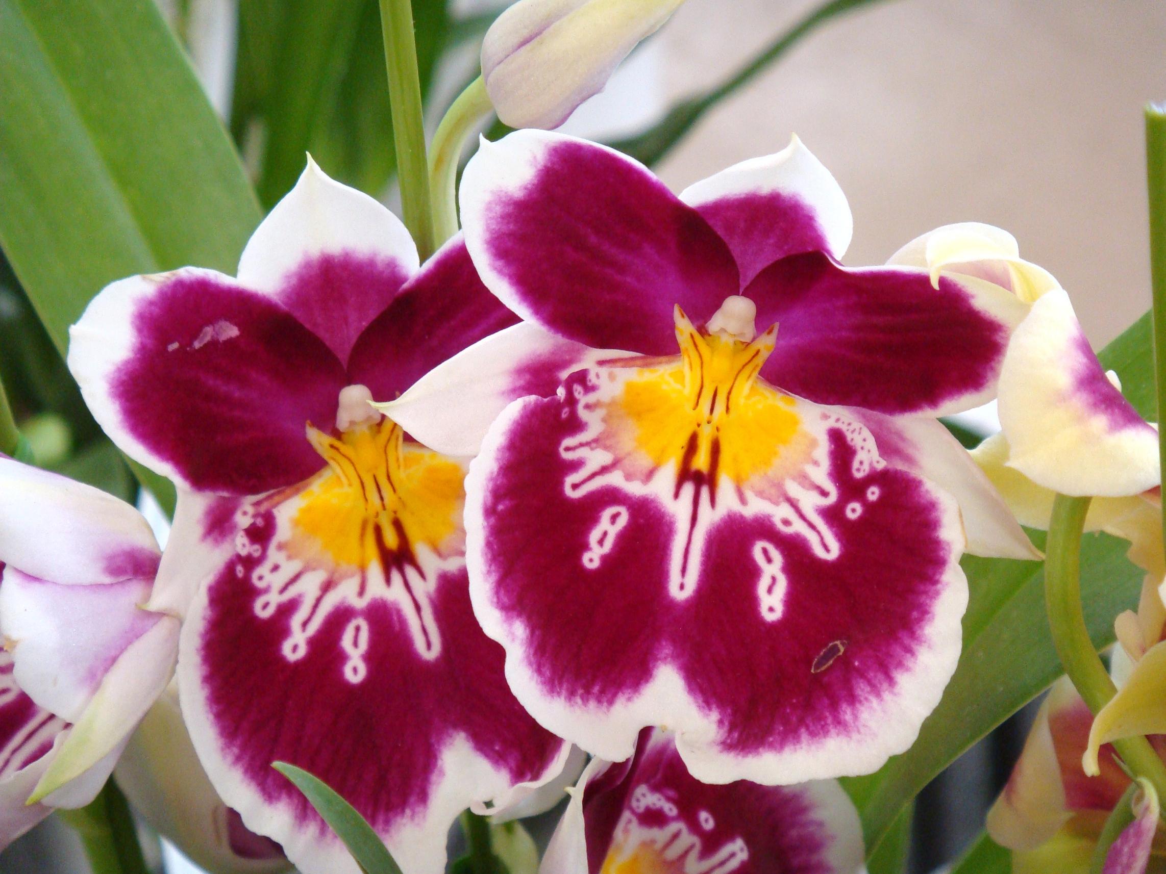 Miltonia Eastern Bay
