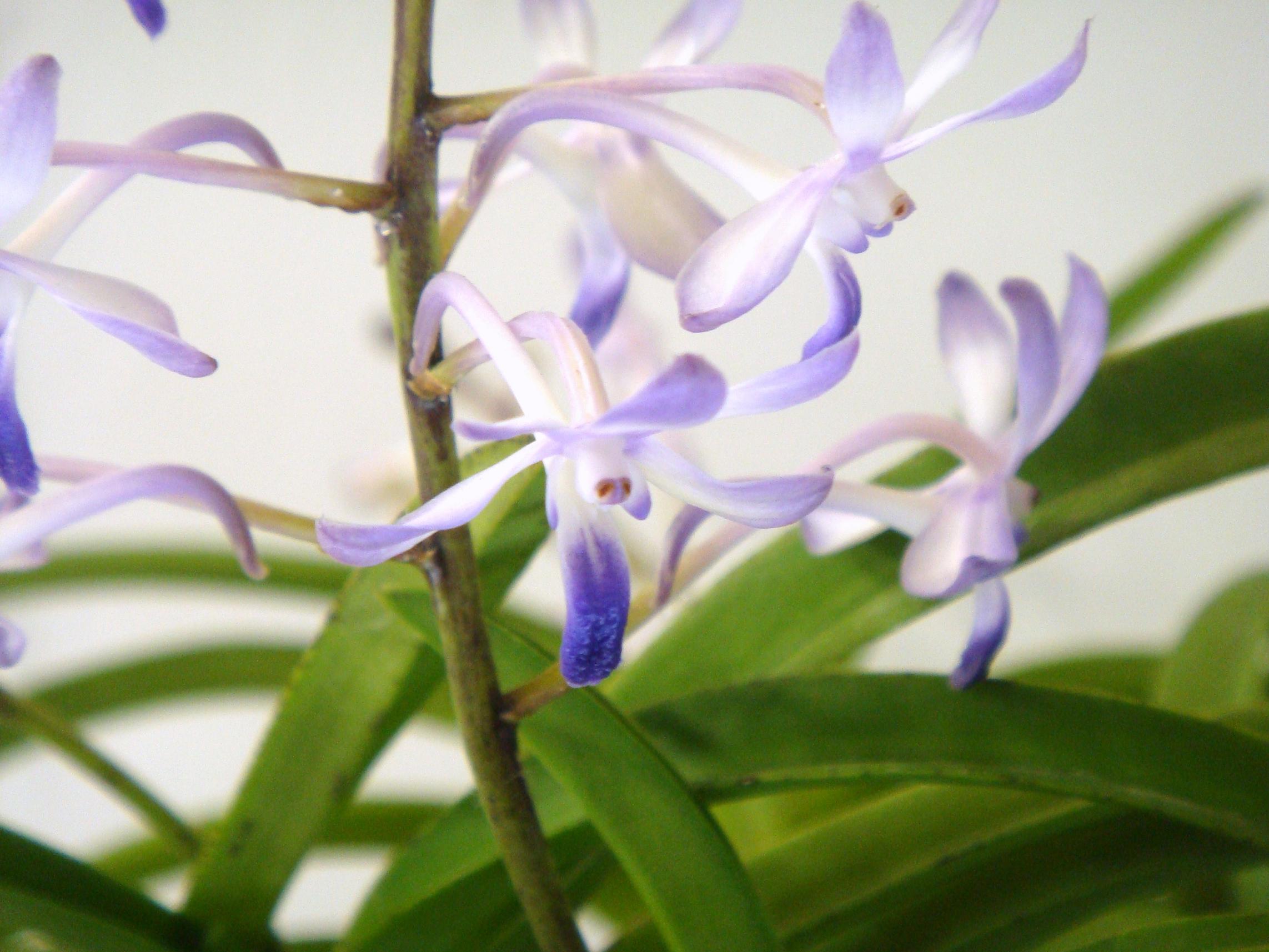 Neostylis Lou Sneary
