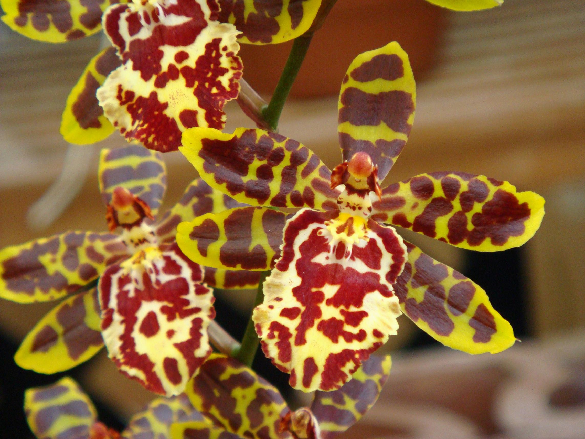 Odontocidium Wildcat