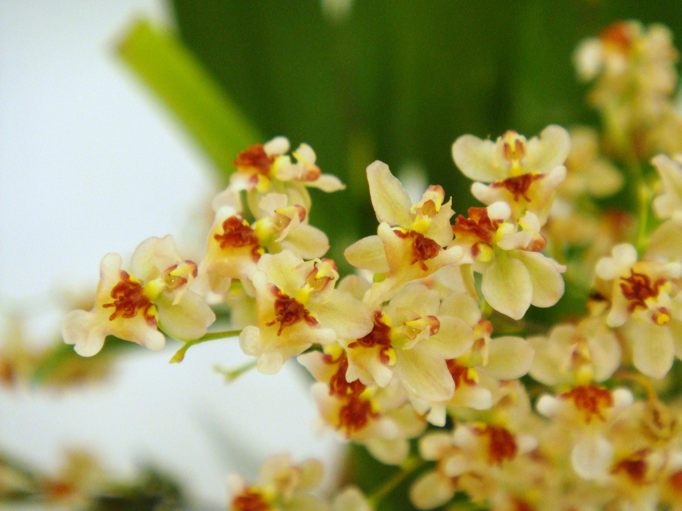 oncidium - JungleKey.fr Image #100