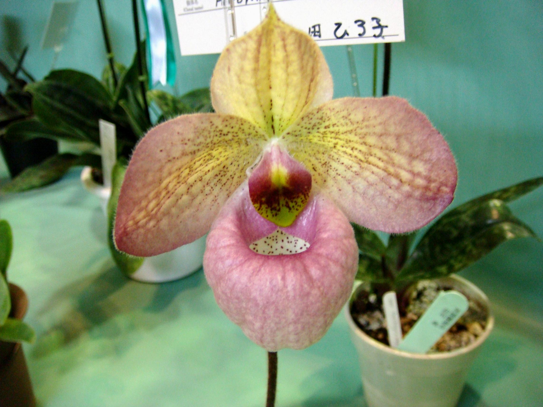 Paphiopedilum Carolyn Butcher